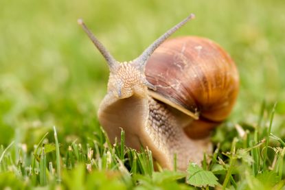 A simple guide to Britain's snails | Country Life