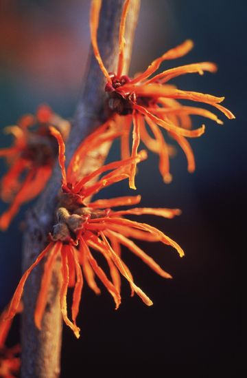 Best Trees To Grow In Pots Top Choices To Add Height To Your Garden Planters Gardeningetc