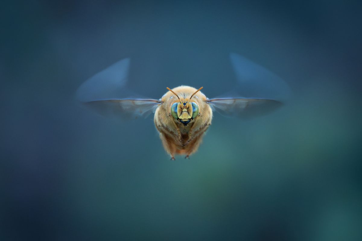 Explore the most stunning macro and micro photographs in the world's ...