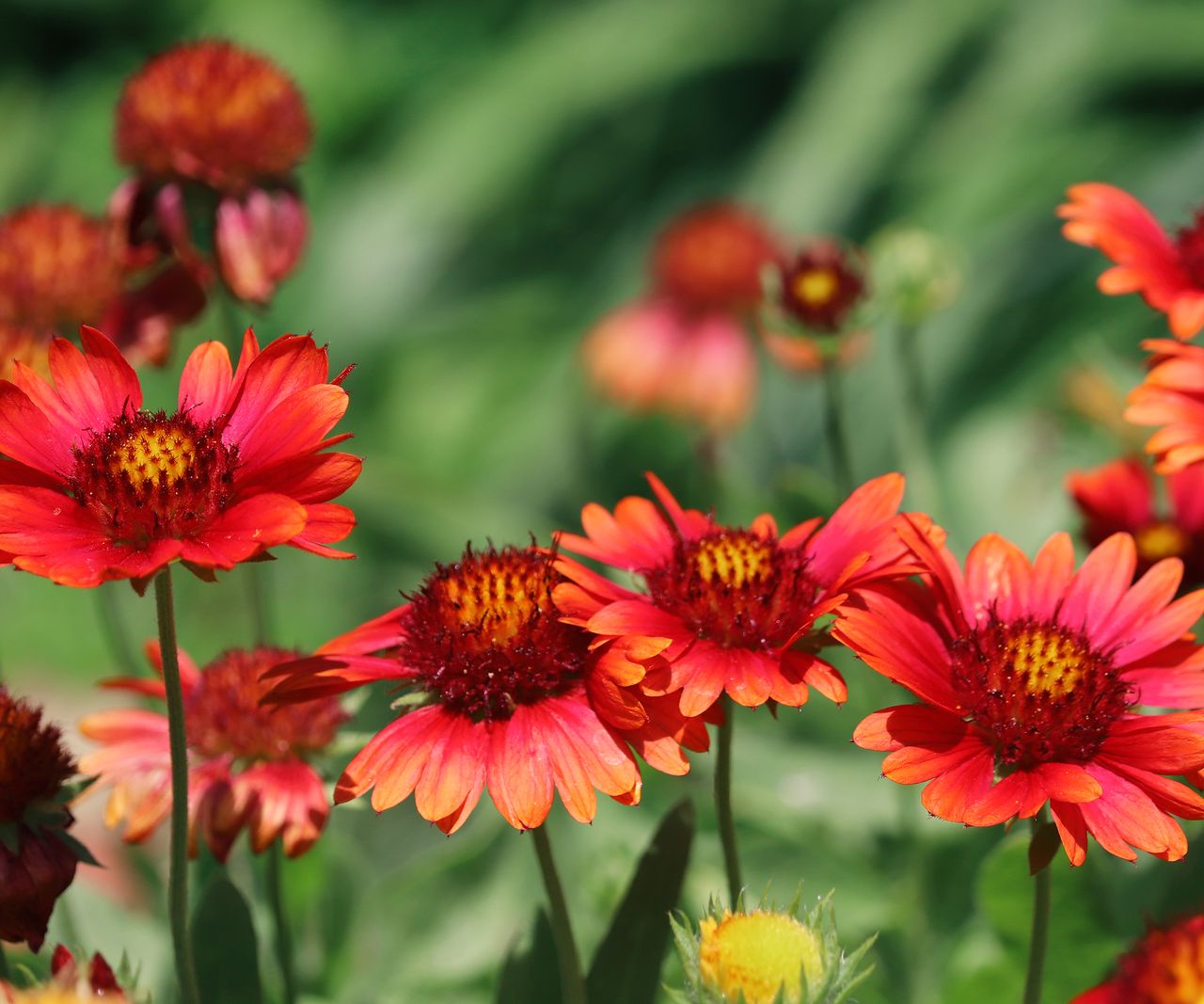 7 Cut-and-Come-Again Flowers To Grow In Your Garden | Gardening Know How