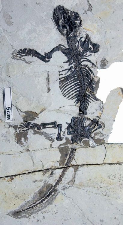 Jaw-Dropping Find: Ancient Mammal's Ear Bones | Live Science