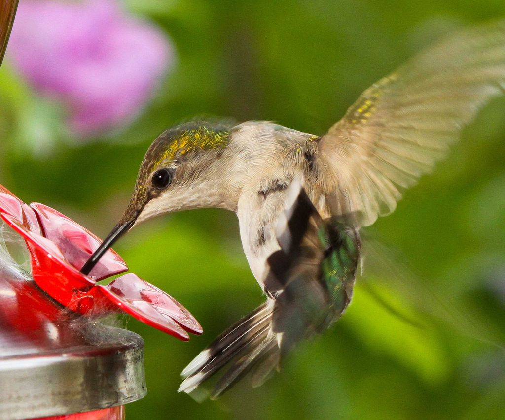 How to make hummingbird food in 3 easy steps | Homes and Gardens