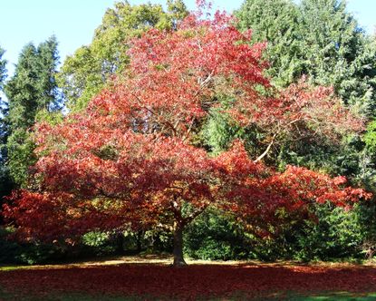 Red oak tree care and growing guide | Gardeningetc