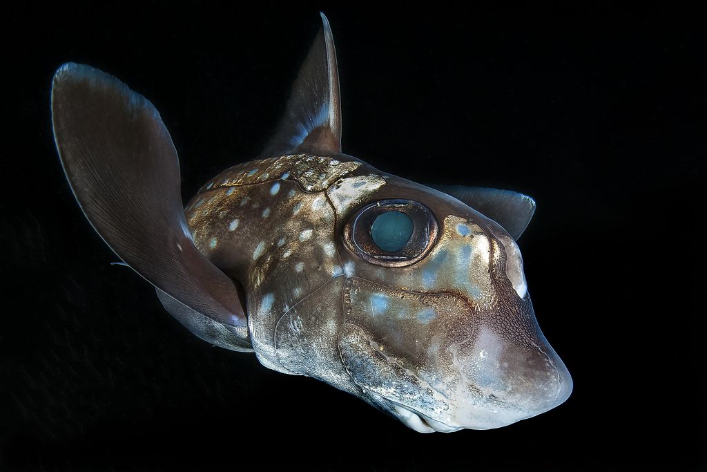 Deep Blue Sea: Winning Underwater Photographs | Live Science