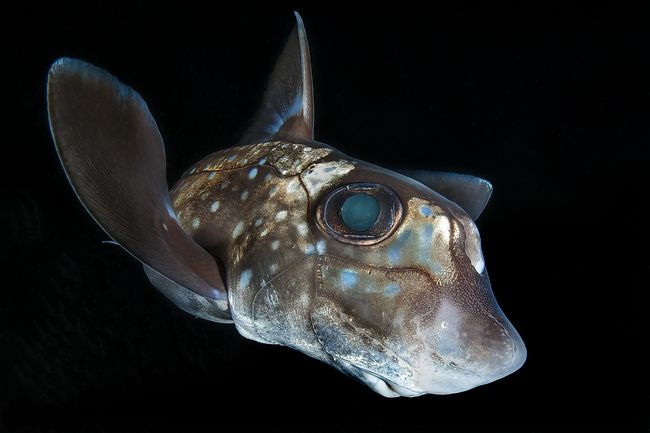 Deep Blue Sea: Winning Underwater Photographs | Live Science