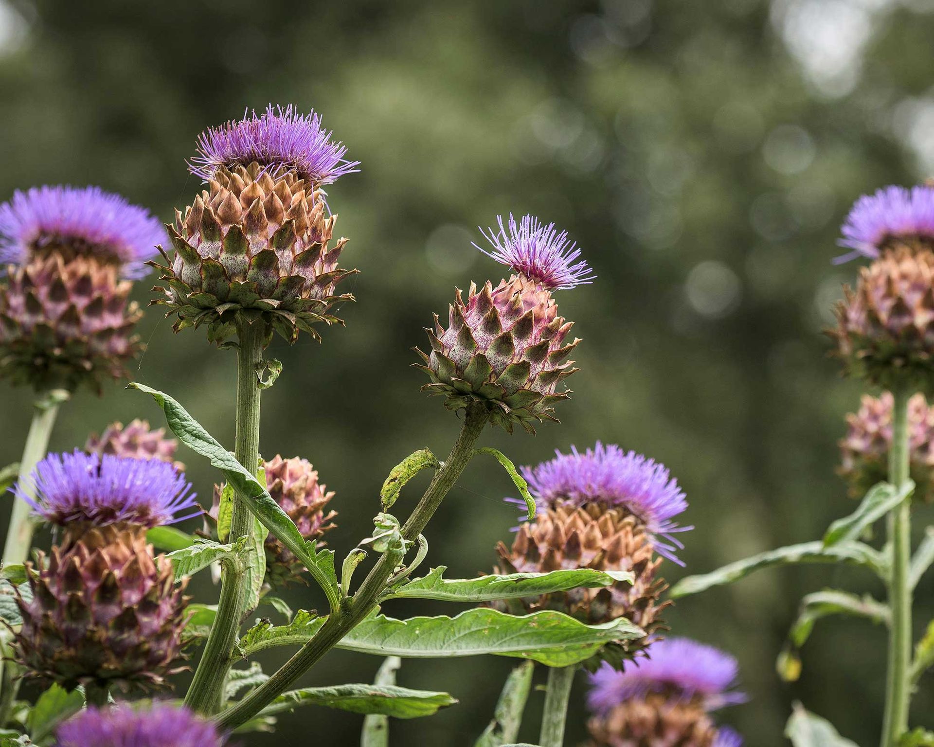 Tall flowers: 12 varieties to add height and drama | Gardeningetc