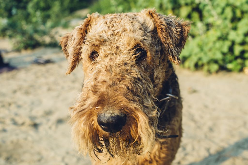 High energy dog breeds that are suited to active pet parents | PetsRadar