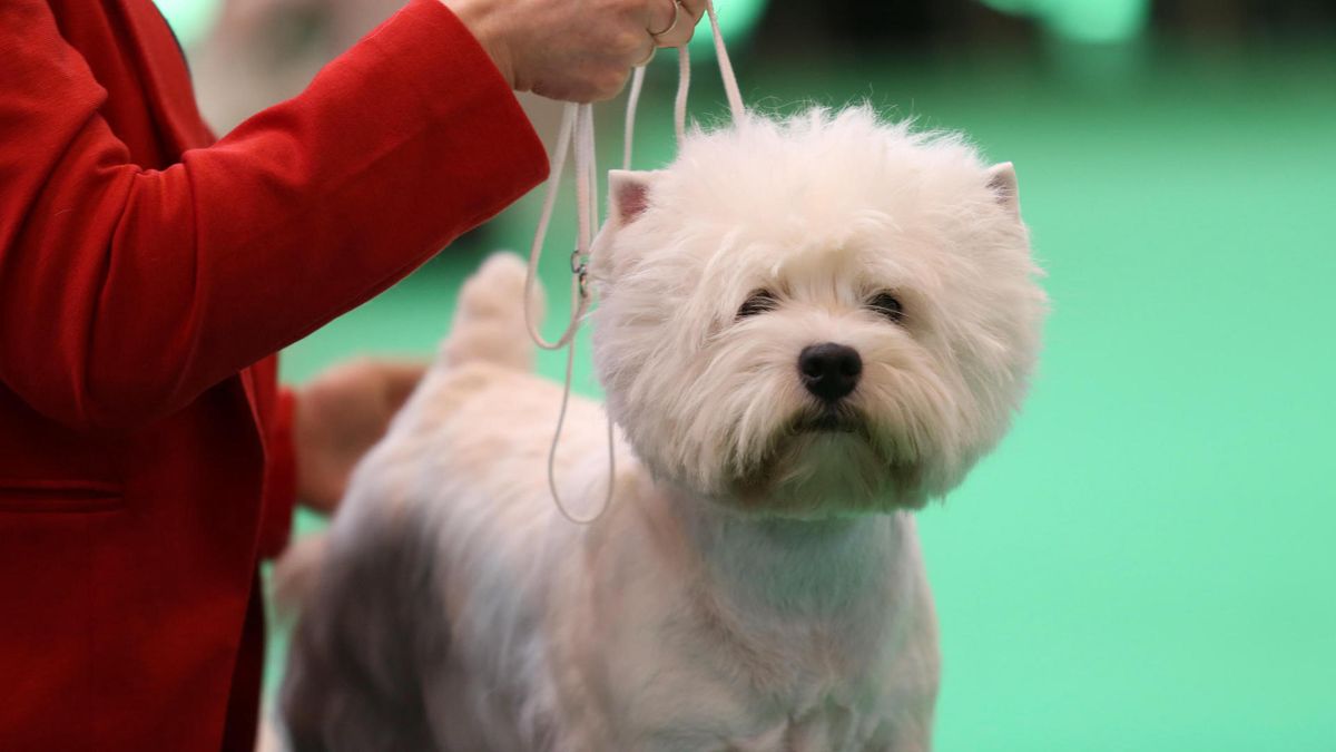 32 popular show breed dogs | PetsRadar