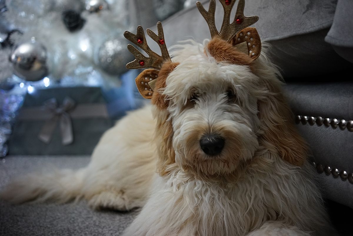 Festive, furry fun! Christmas pet photography tips and tricks | Digital ...