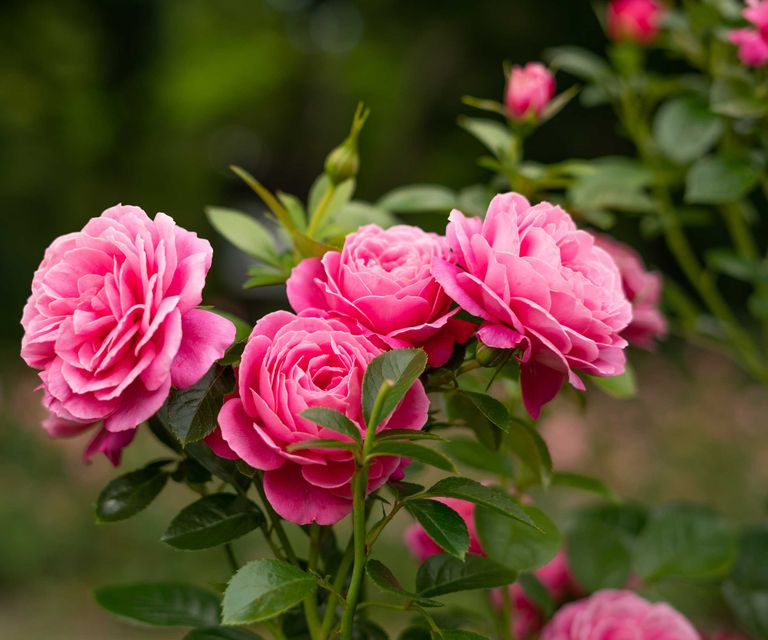 Does alfalfa tea to make roses bloom better? Experts say yes | Homes ...