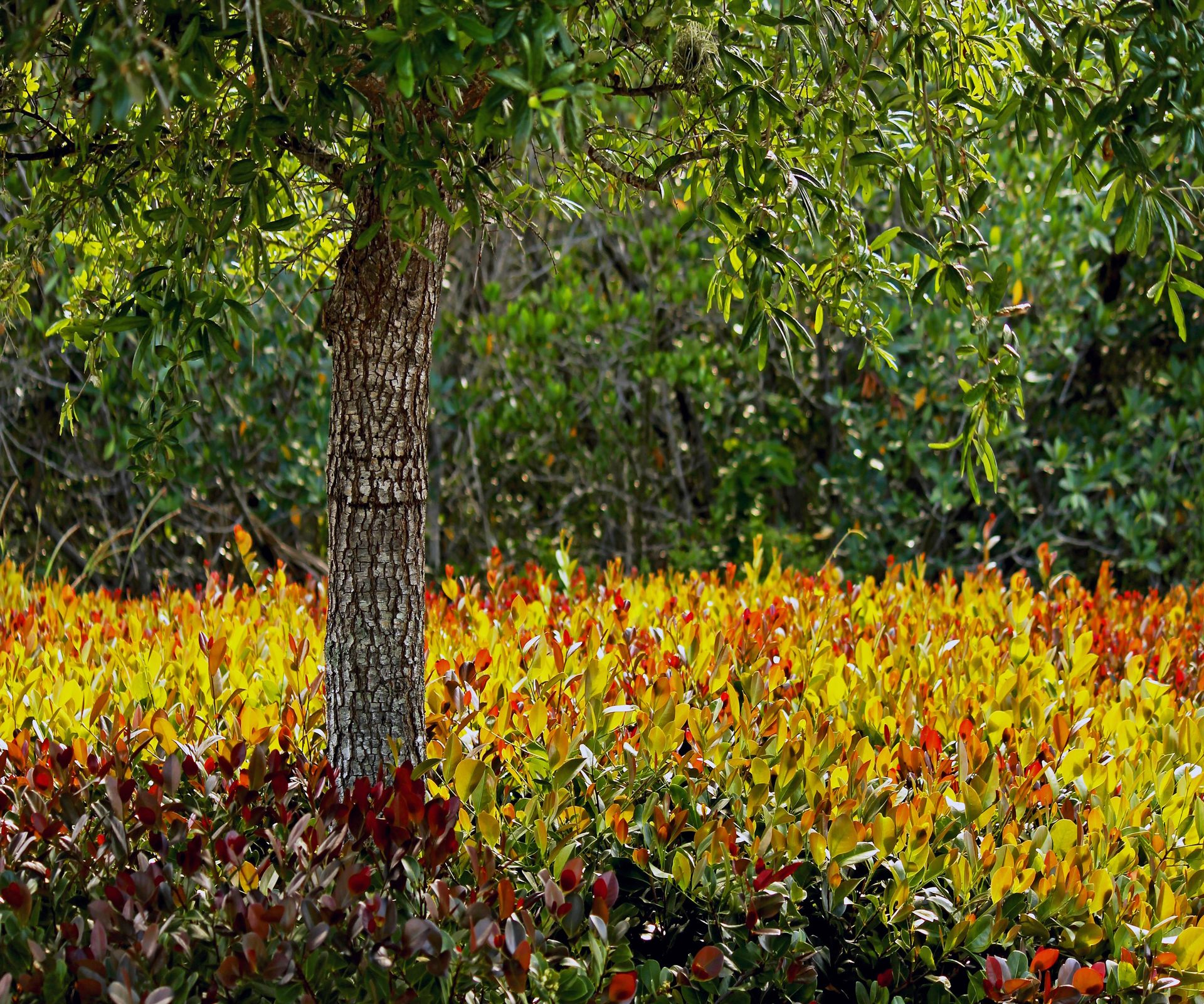 Best trees for wildlife: 10 tree species garden wildlife will love ...