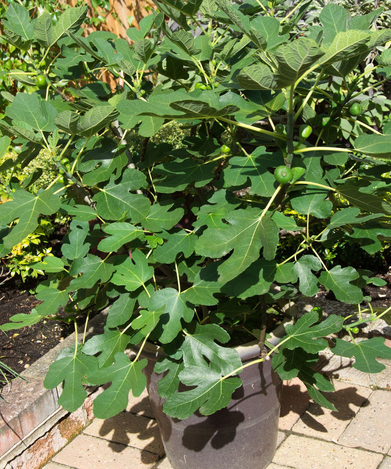 How to grow figs: expert tips on planting, growing and harvesting ...