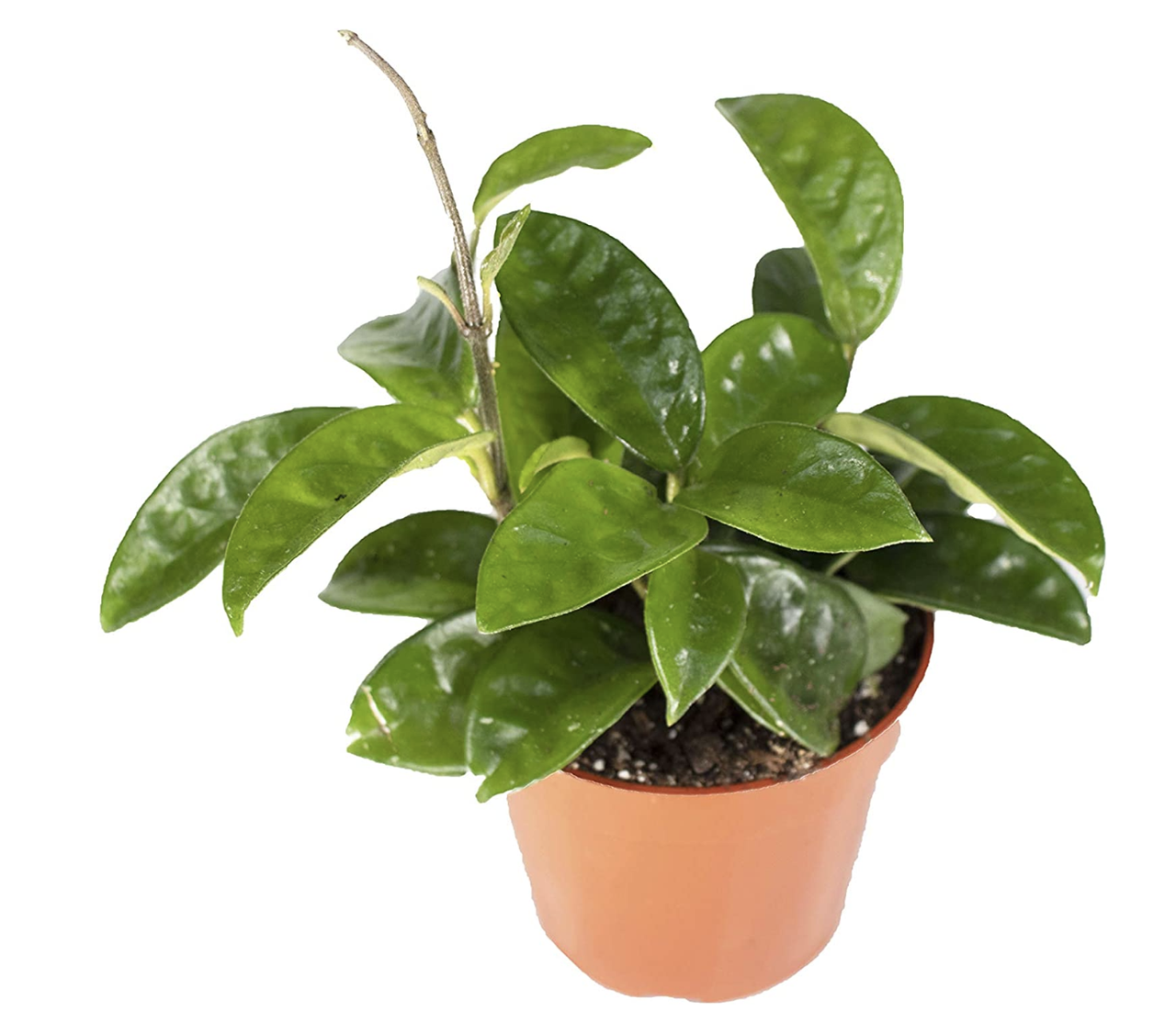 The 8 easiest and fastest plants to grow indoors | Livingetc