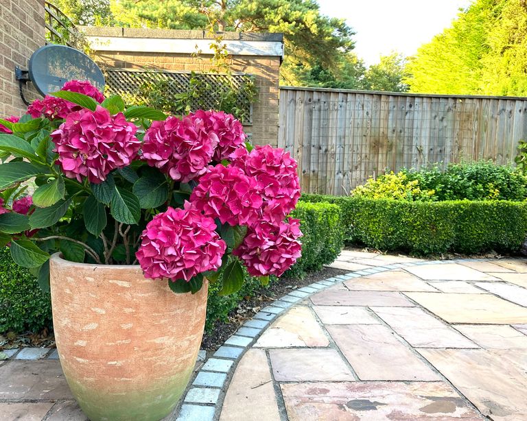 Landscaping with hydrangeas: 12 ways to include these blooms | Homes ...