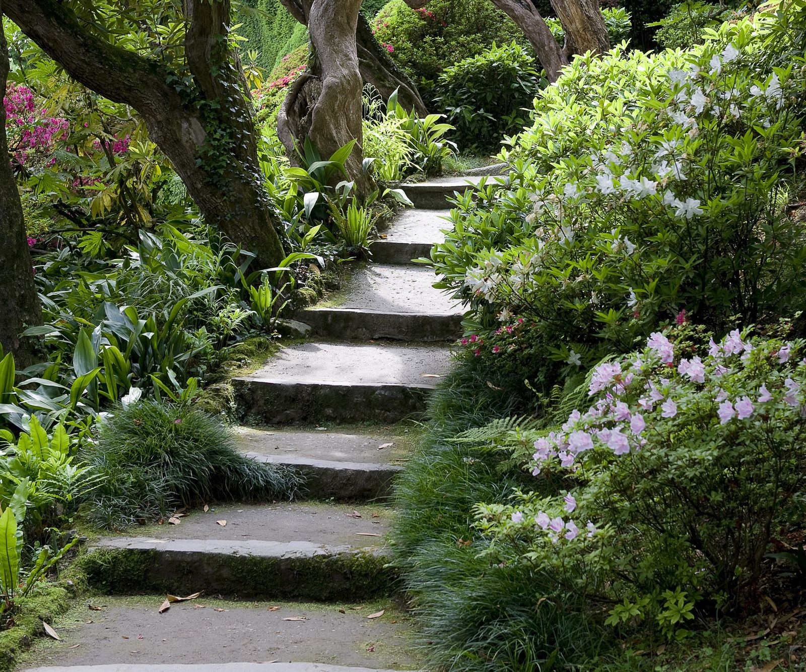 Best full-shade perennials: expert advice for shady spots | Homes and ...