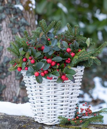 Shrubs with berries: 15 of the best varieties | Gardeningetc