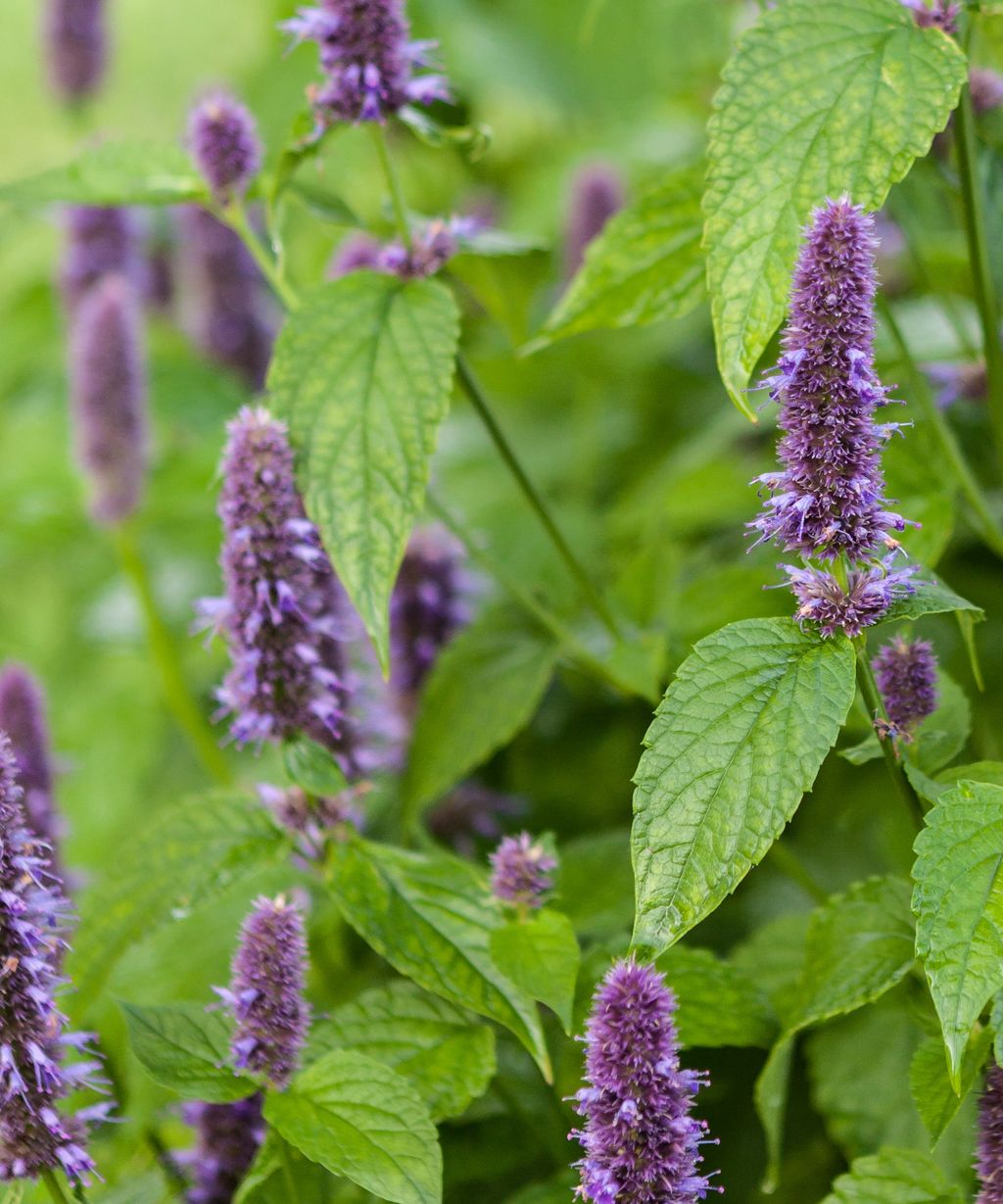 Best Japanese beetle-repellent plants: 7 top choices | Homes and Gardens