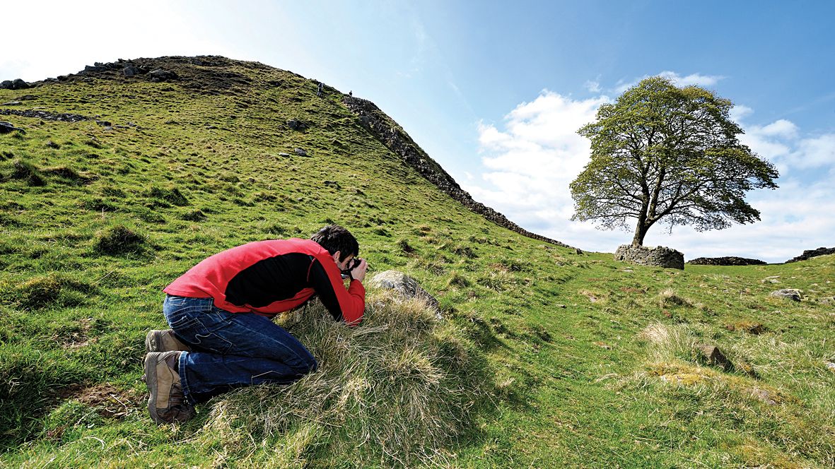 Photographers react to Britain's much-loved tree being chopped down at ...