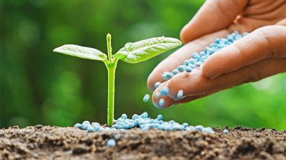 Fertilizing Seedlings The Right Way: Guide To Healthy Plants ...