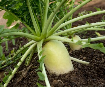 When to harvest daikon radish from your vegetable garden | Homes and ...