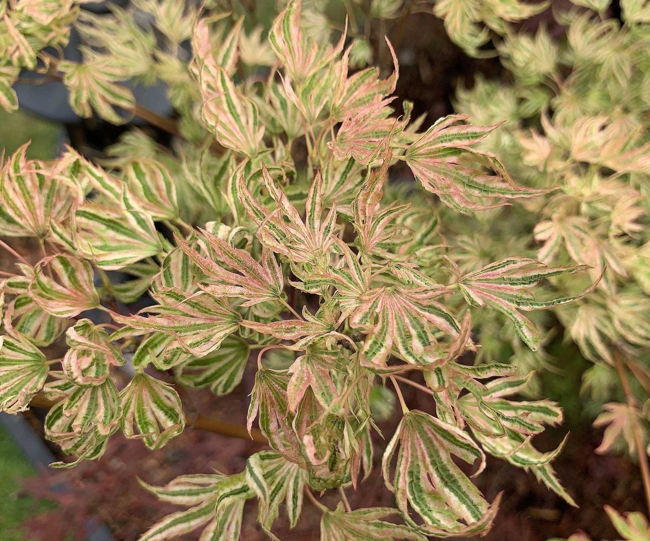 Varieties of Japanese maples – 10 show-stopping acers | Homes and Gardens