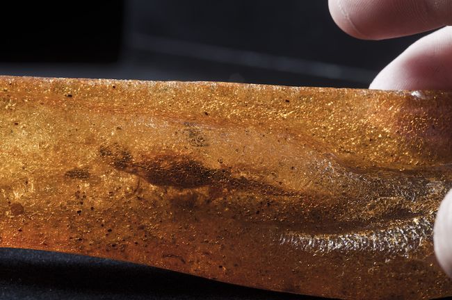 Frozen in Time: Ancient, Long-Fingered Lizard Trapped in Amber | Live ...