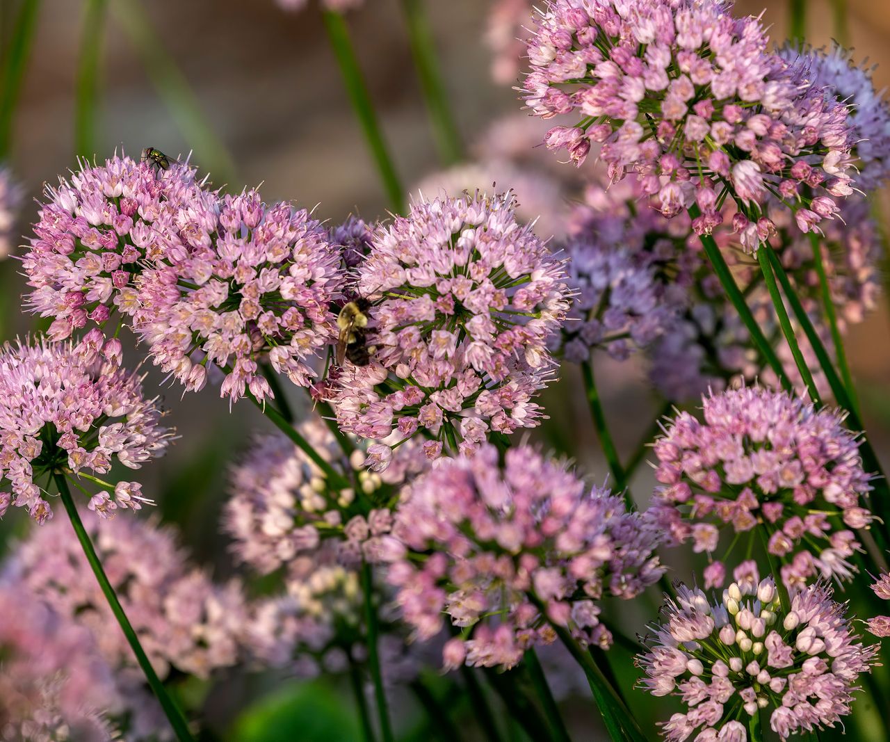 8 Flowering Alliums For Showstopping Beds And Borders | Gardening Know How