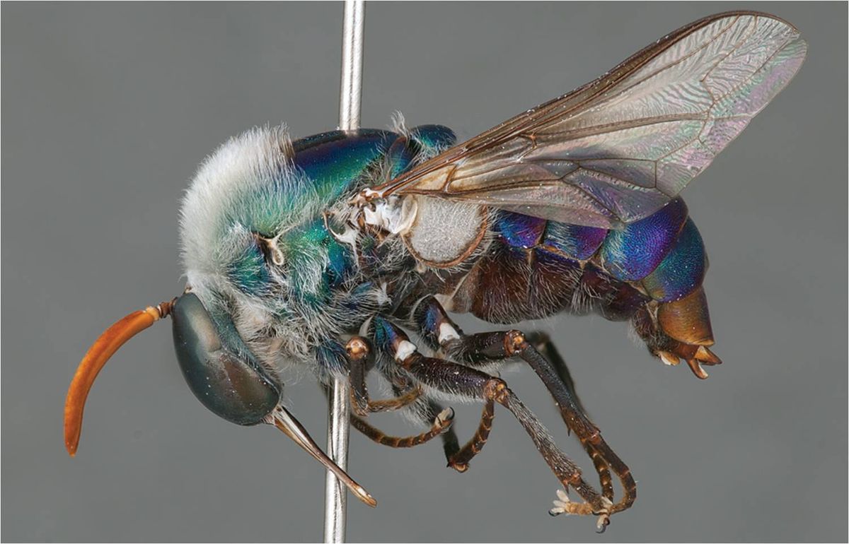 Images of Spider Flies | Parasitic Insects | Spider Parasites | Live ...