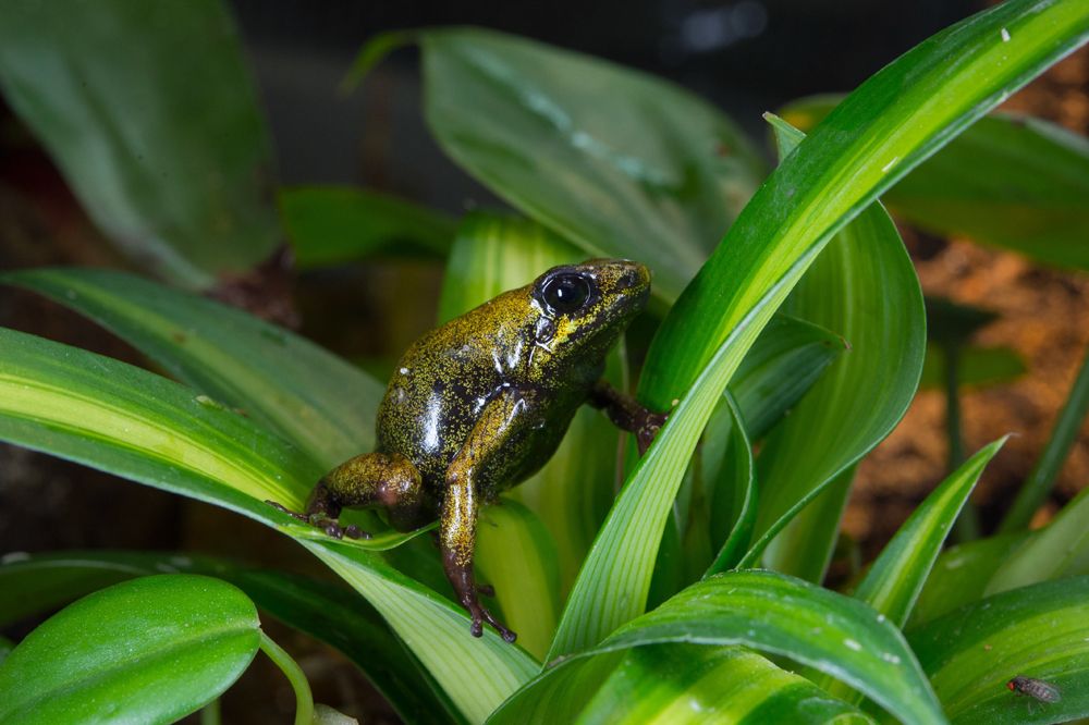 The Kaleidoscopic Colors of Frogs | Live Science