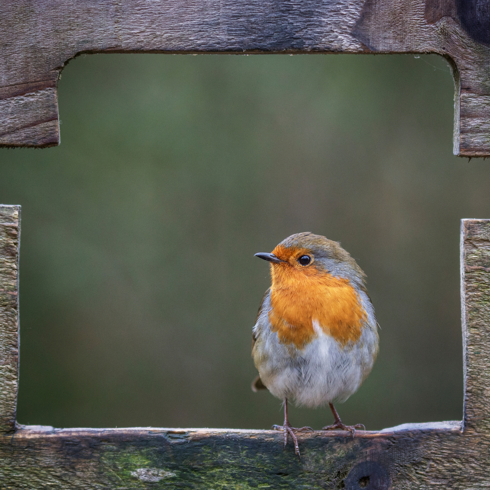 How to attract robins to your garden | Ideal Home