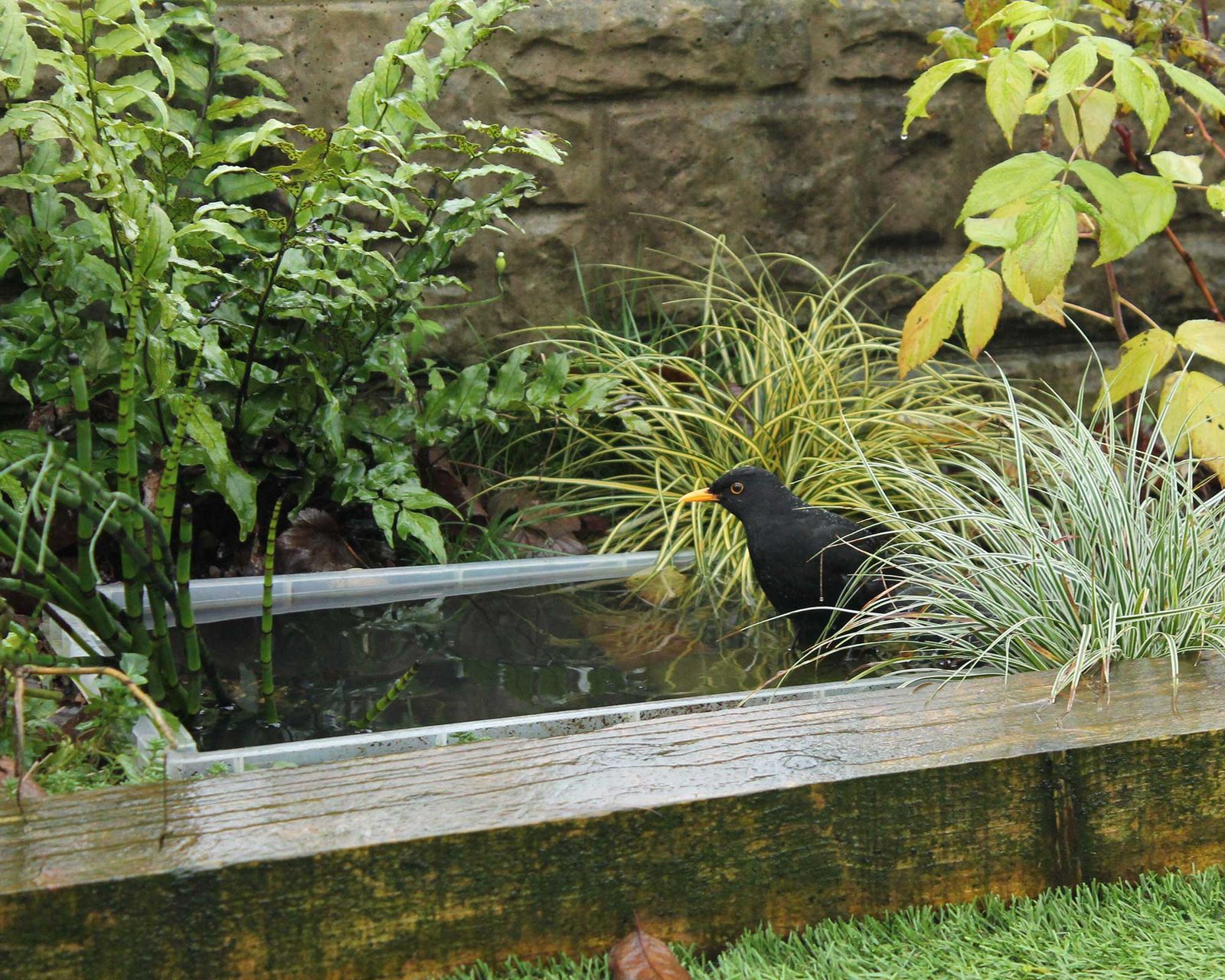 Wildlife ponds: a complete guide on how to build this nature-friendly ...