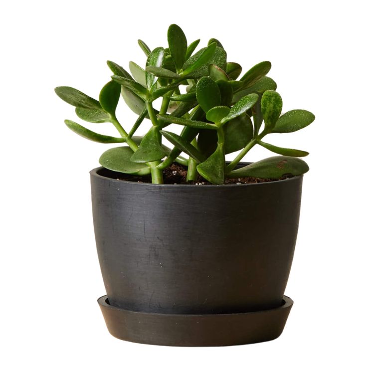 Where to Place a Jade Plant in a Home? Experts Explain | Livingetc