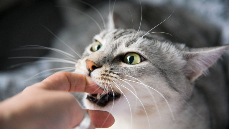 Why does my cat bite me? 8 reasons and how to stop them | PetsRadar