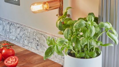 How to grow basil indoors for the ultimate kitchen staple | Ideal Home
