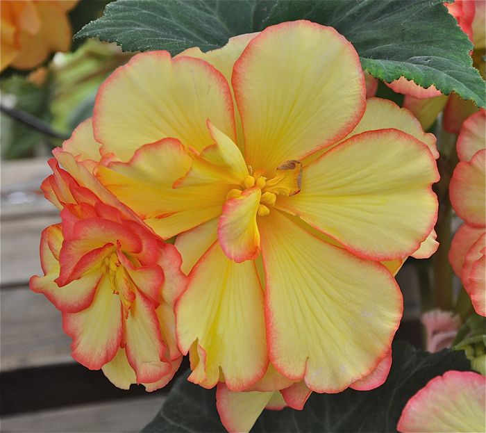 Flower Photos: Beautiful Begonias | Live Science