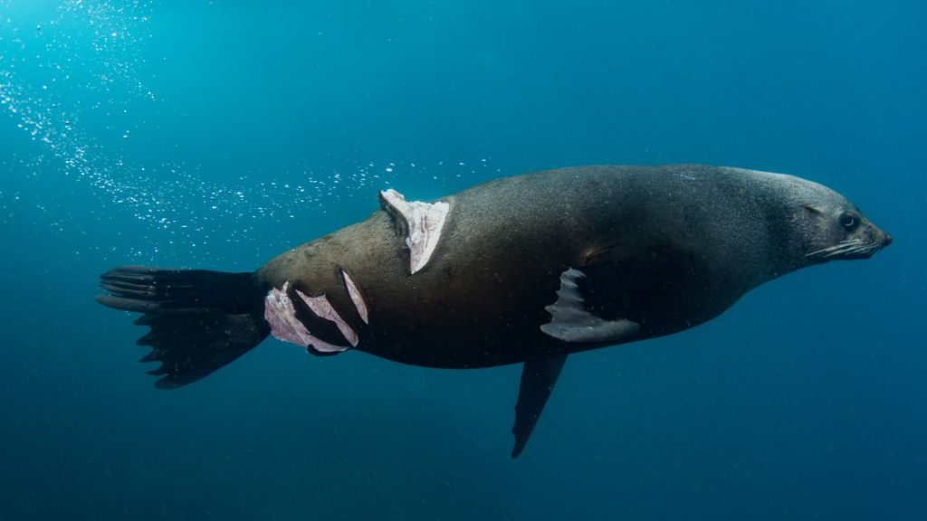 A creepy crocodile and glacial 'guts' among stunning winners from ...