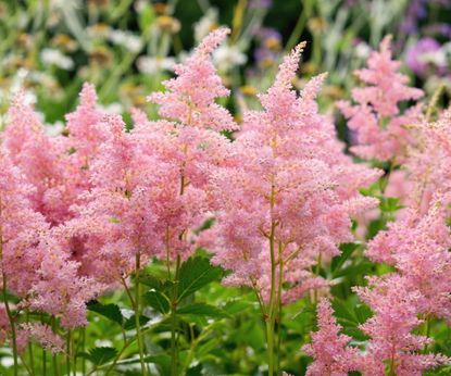 When to prune astilbe: advice on trimming in fall or winter | Homes and ...