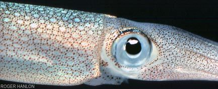 Under the sea: A squid album | Live Science