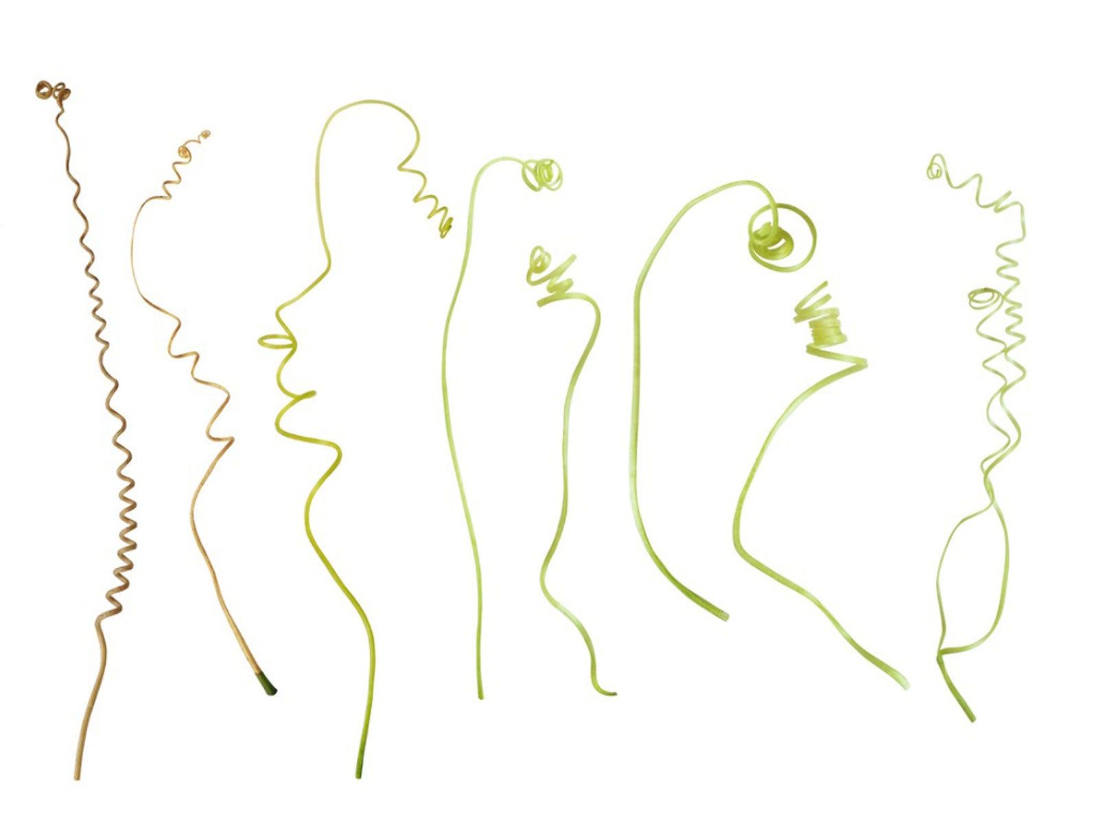 Removing Tendrils From Plants: Purpose Of Tendrils On Vine Plants ...