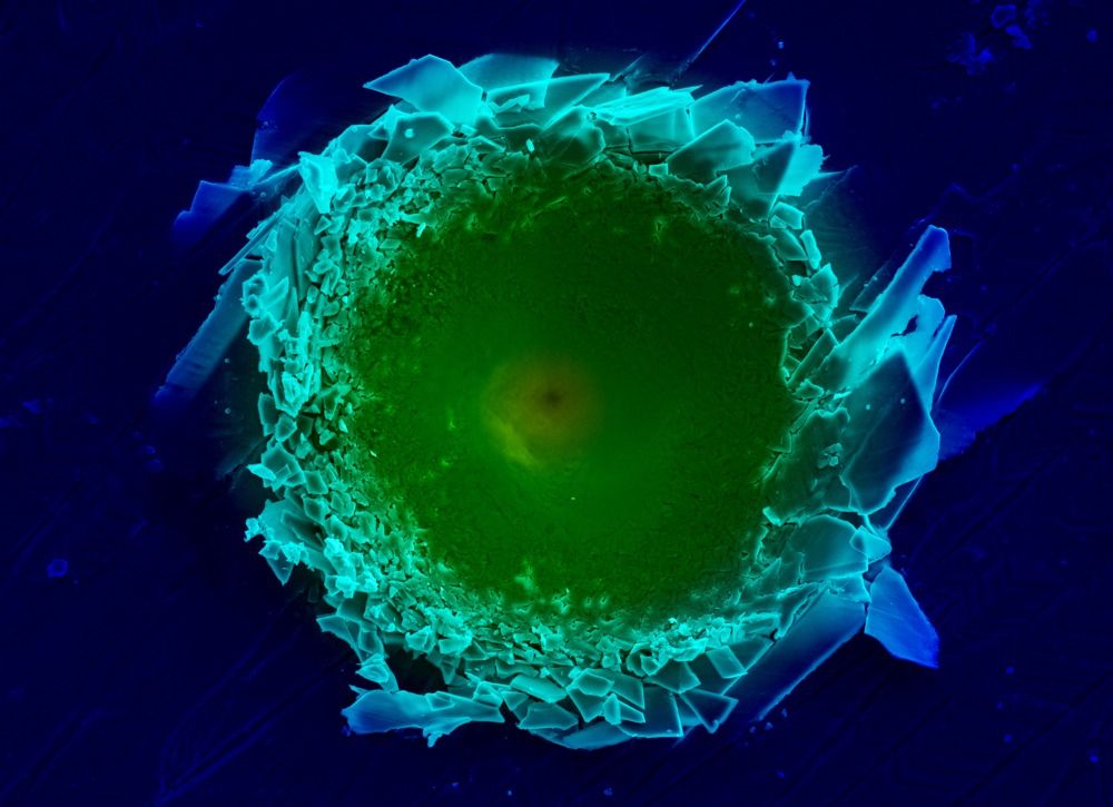 Seashell Armor Could Offer Transparent Protection for Troops | Live Science