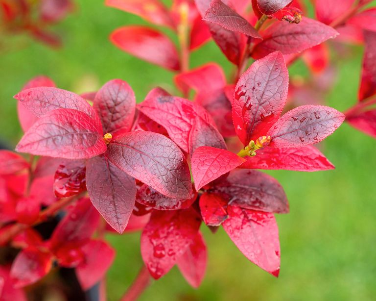 How to grow blueberries: expert tips for these tasty fruits | Gardeningetc
