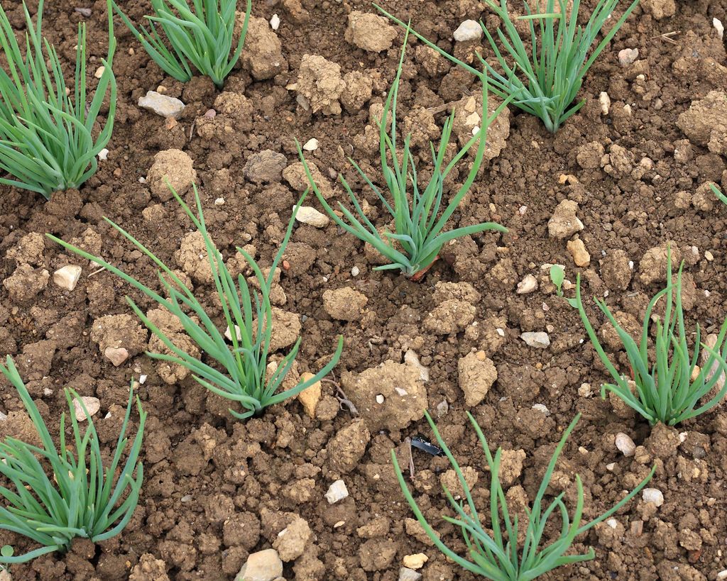 Chives care and growing guide: tips for this perennial herb | Gardeningetc