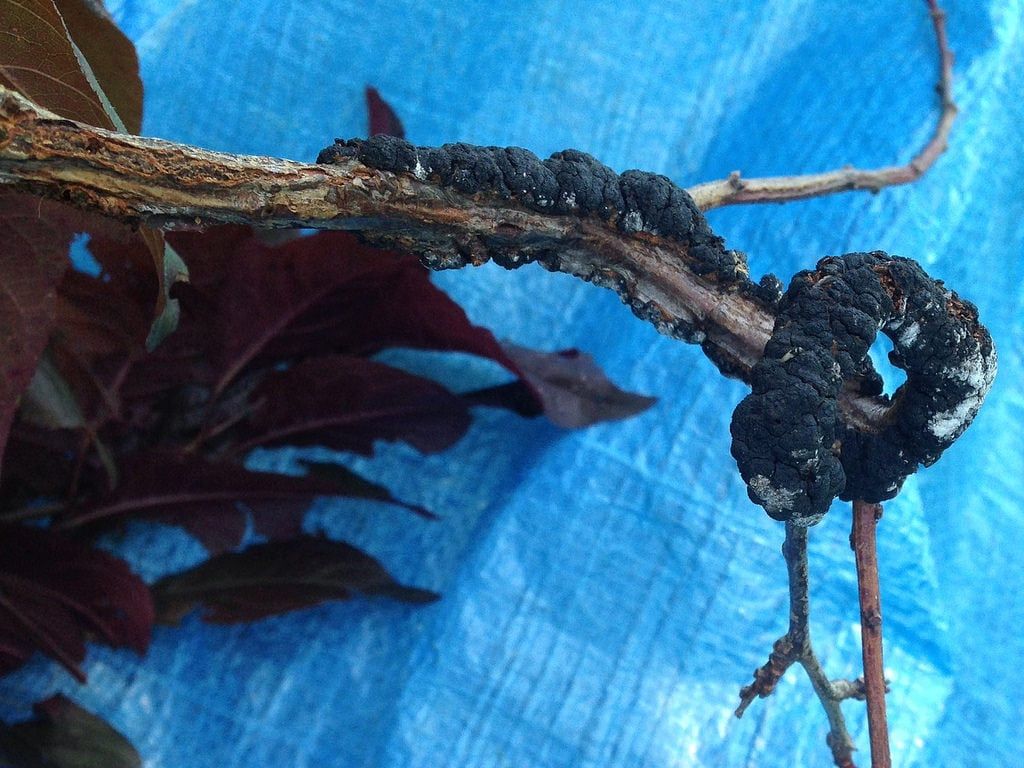 Plum Black Knot Control – Tips For Managing Black Knot On Plum Trees ...