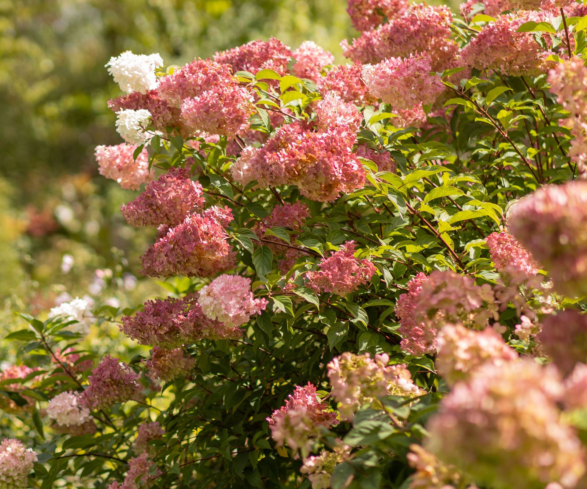 Best Panicle Hydrangea Varieties For Showy Bloom Perfection | Gardening ...