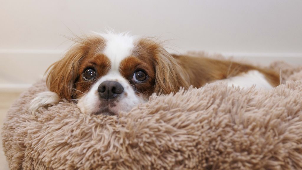 32 dog breeds that are all about taking it easy. | PetsRadar