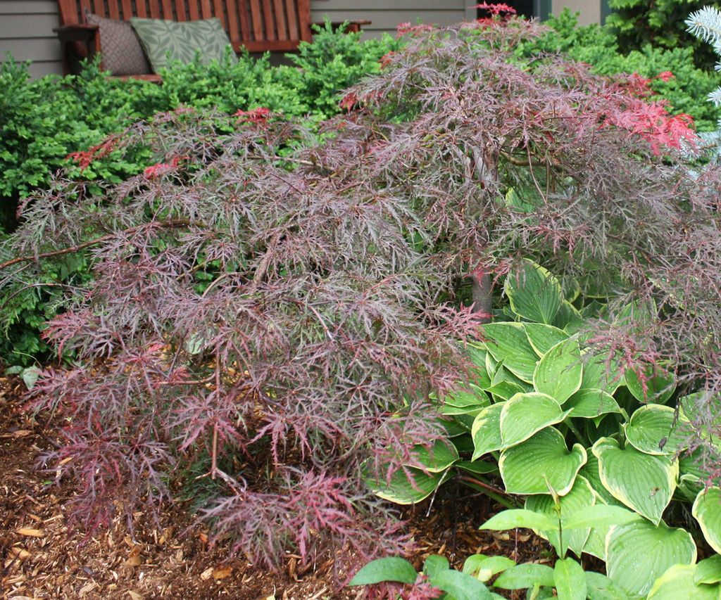 Varieties of Japanese maples – 10 show-stopping acers | Homes and Gardens