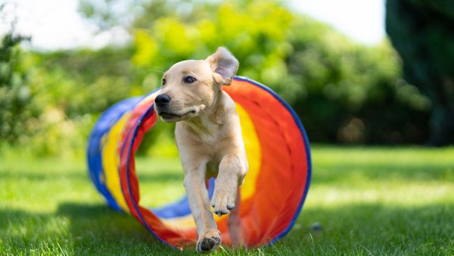 32 hobbies you can do with your dog | PetsRadar
