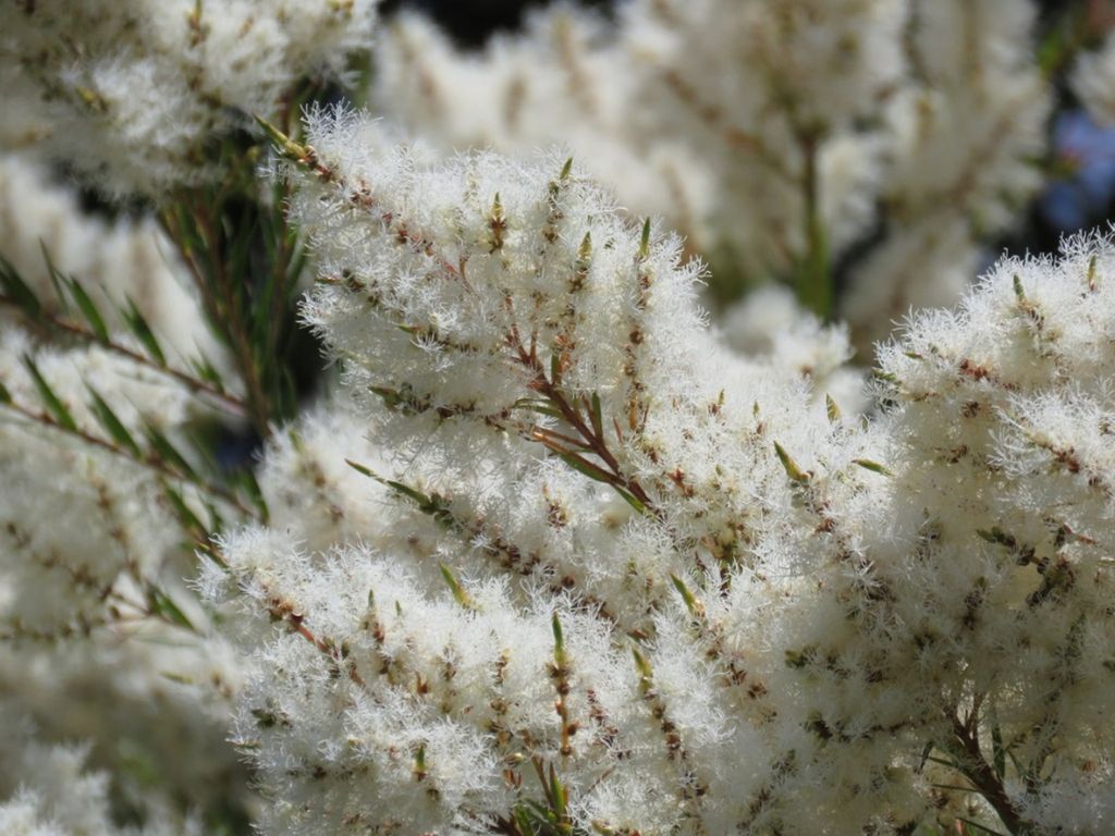 Melaleuca Tea Tree Information: Learn About Growing A Tea Tree ...