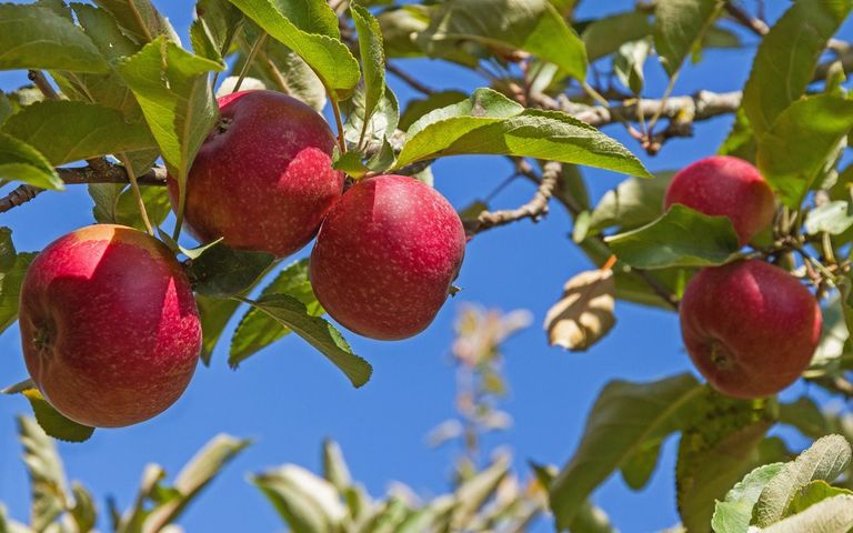 Apple Varieties That Grow In Zone 6: Choosing Apple Trees For Zone 6 ...
