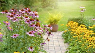 How to grow saffron in pots - an expert growing guide | Homes and Gardens